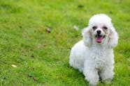 French Poodle Dog Names