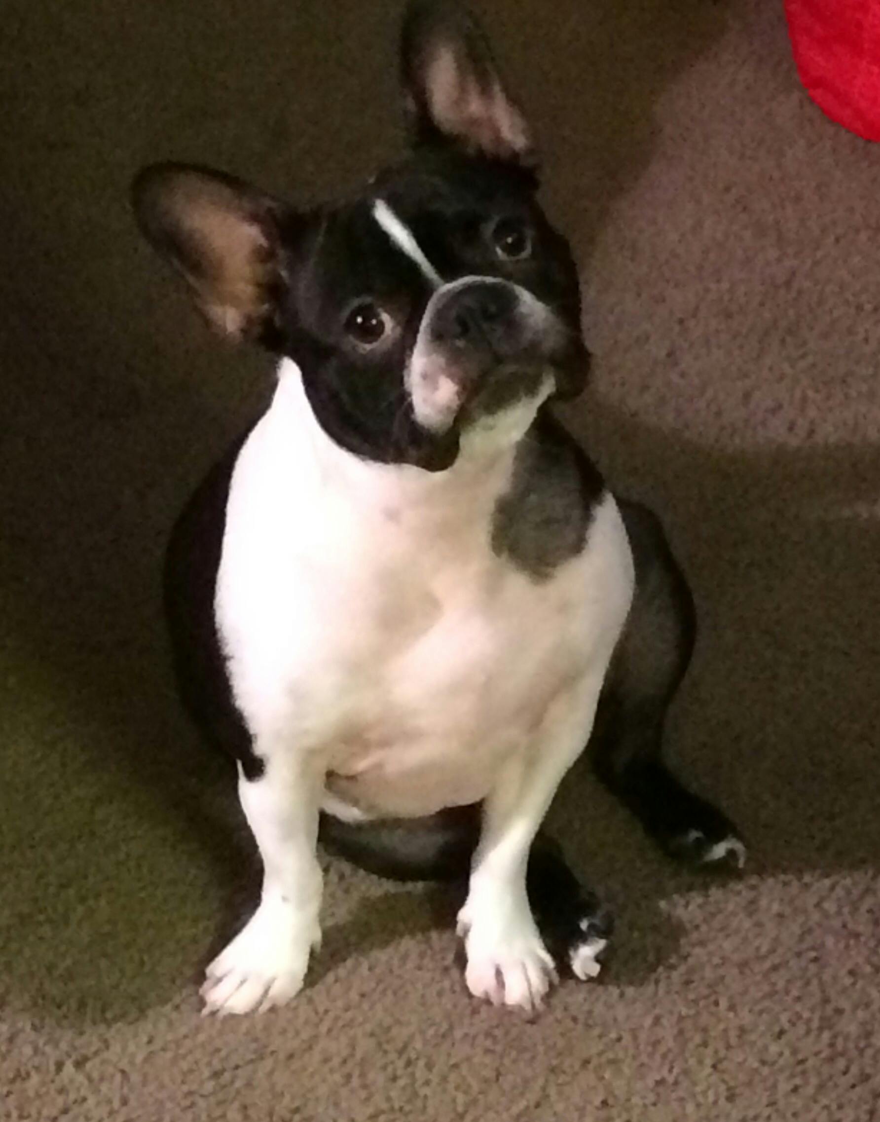 Can Dogs Sense Evil In A Person