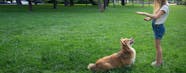 Can Dogs Understand Human Body Language Wag Can Dogs Understand Human Body Language Wag