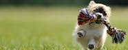 Dogs Tug Good Of For War Course weendeavour