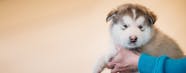 Can Dogs Help Lower Blood Pressure Wag 