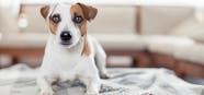 Can Seizures Cause Memory Loss In Dogs