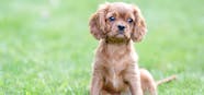 Can Dogs Learn Sign Language Wag Can Dogs Learn Sign Language Wag