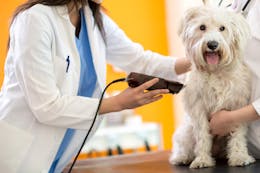 How To Groom A Dog Using Clippers Wag 