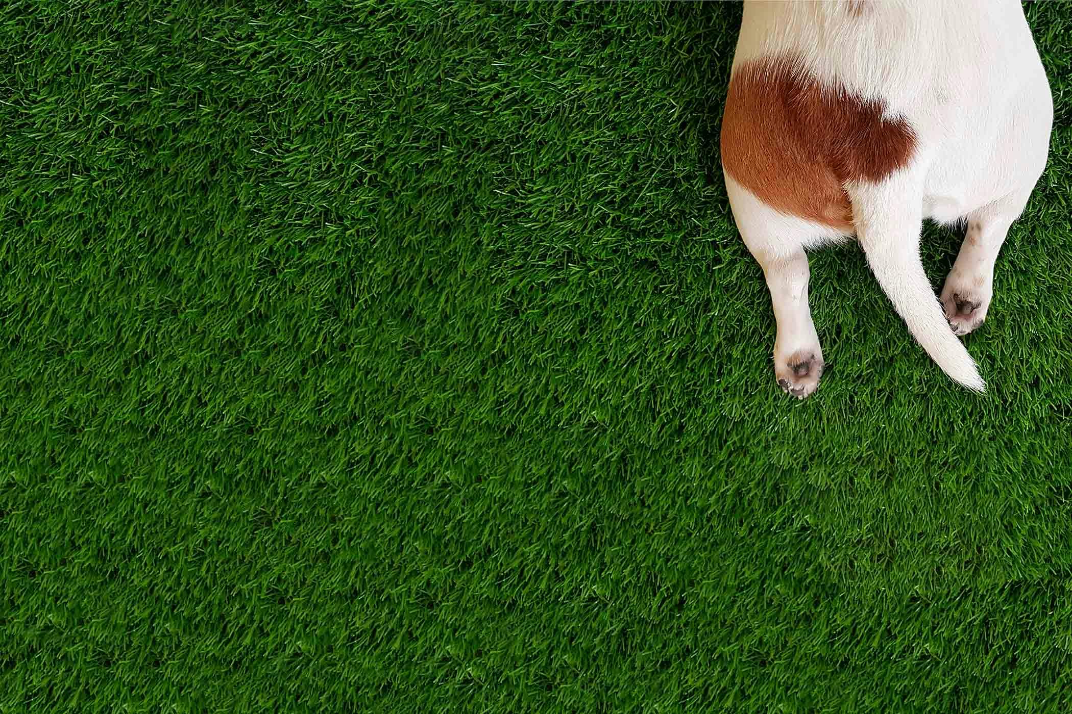 How to Groom a Dog's Rear End | Wag!