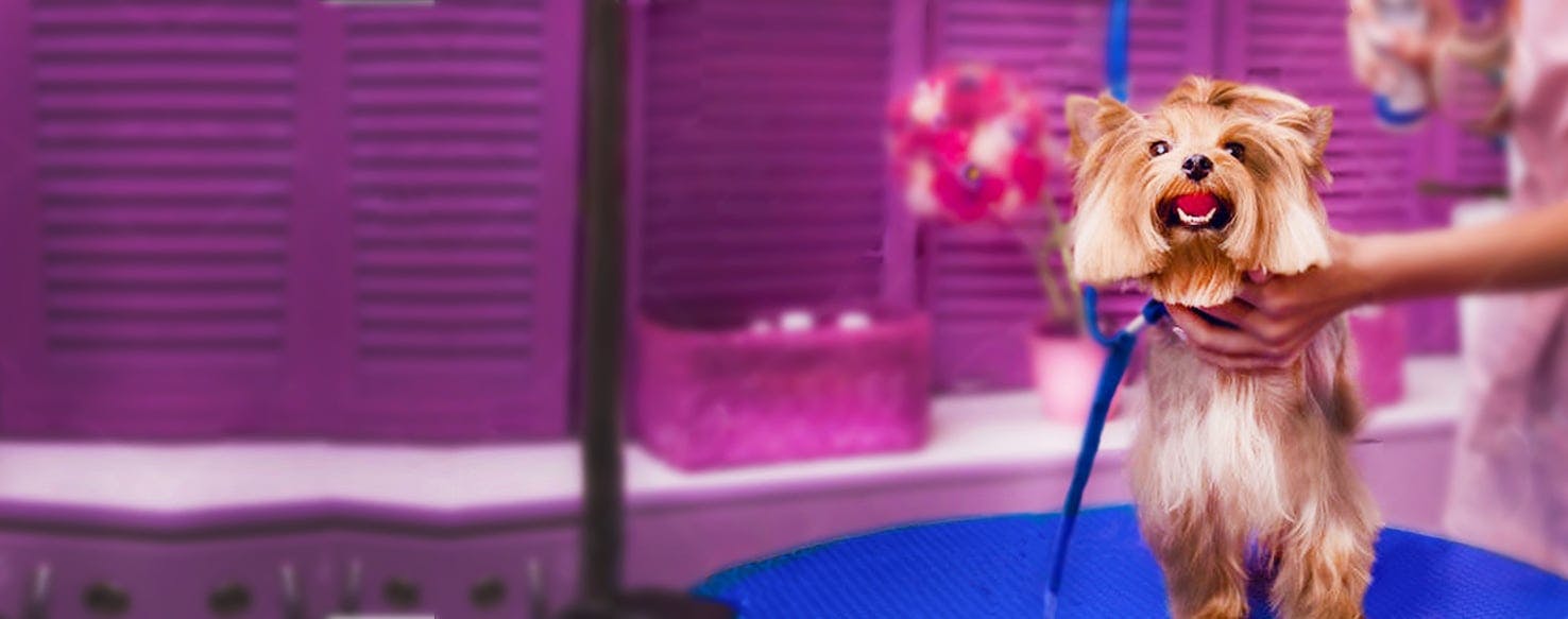 How to Groom a Small Dog | Wag!