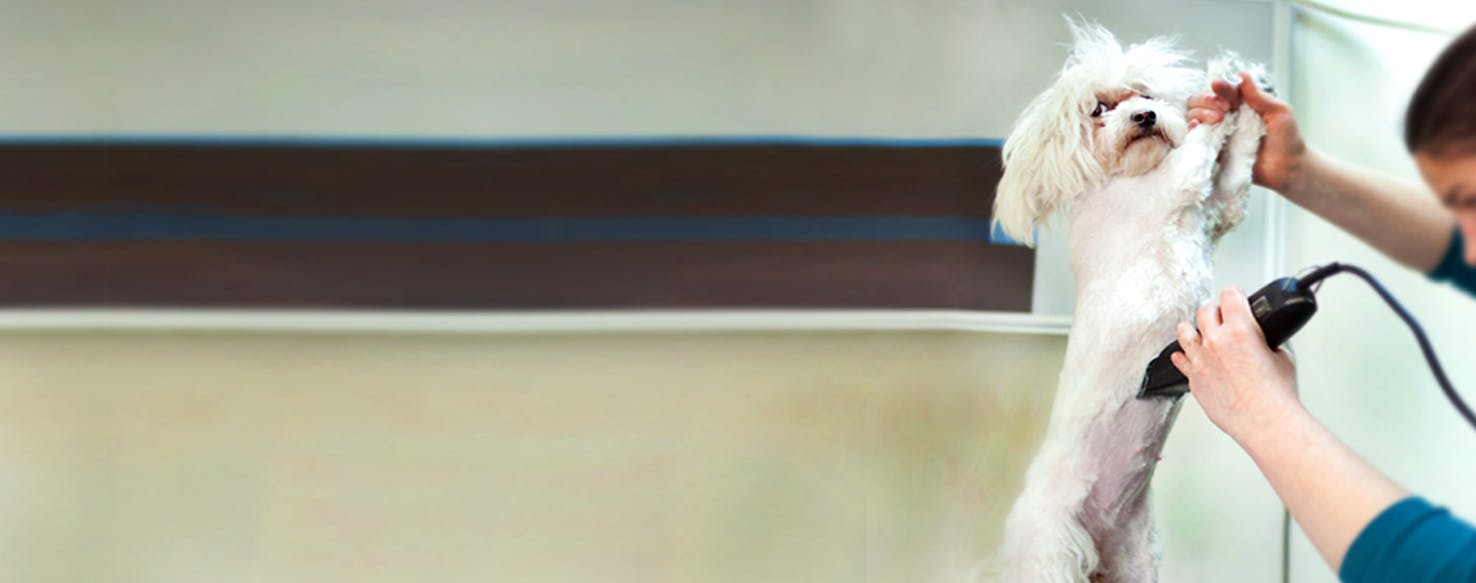 How to Groom a Small Dog's Belly | Wag!