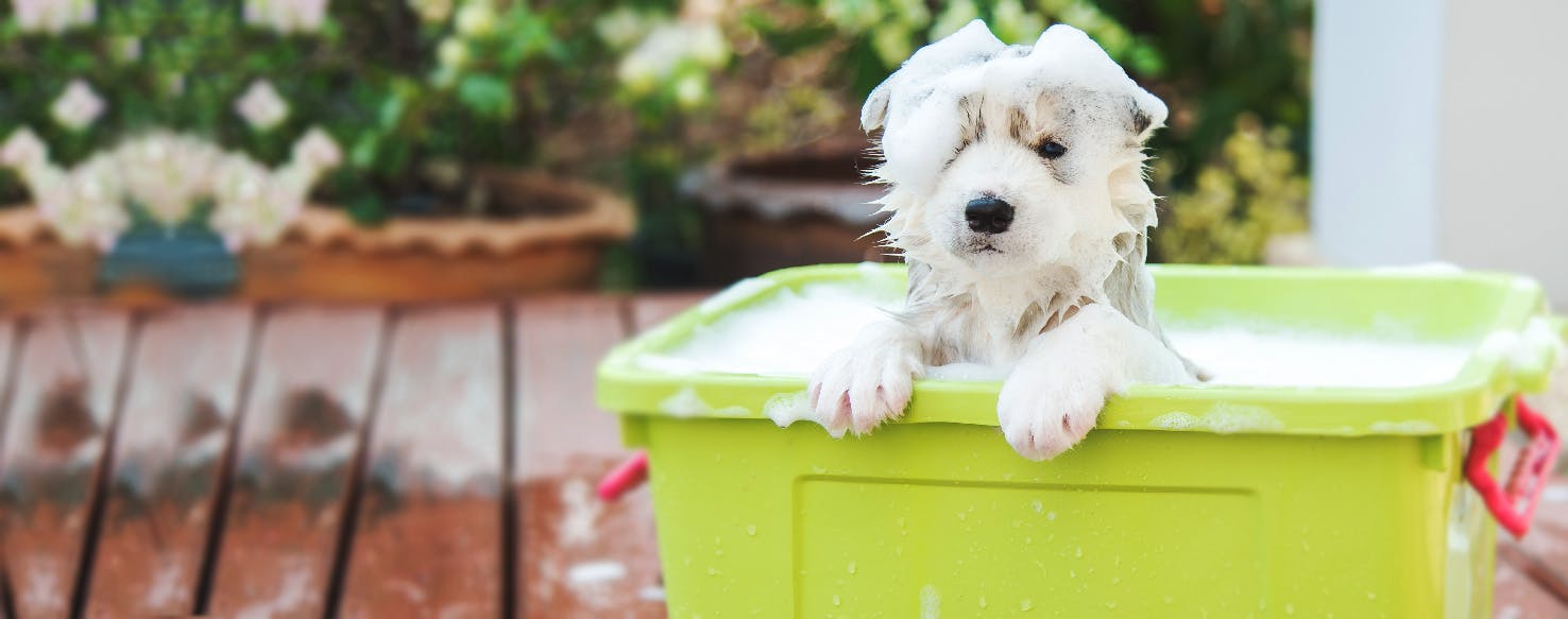 How to Wash a White Puppy | Wag!