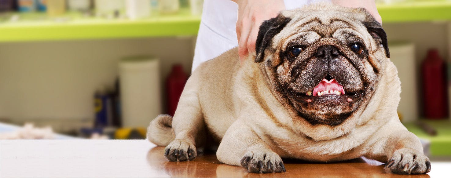 How to Massage a Dog's Lower Back | Wag!