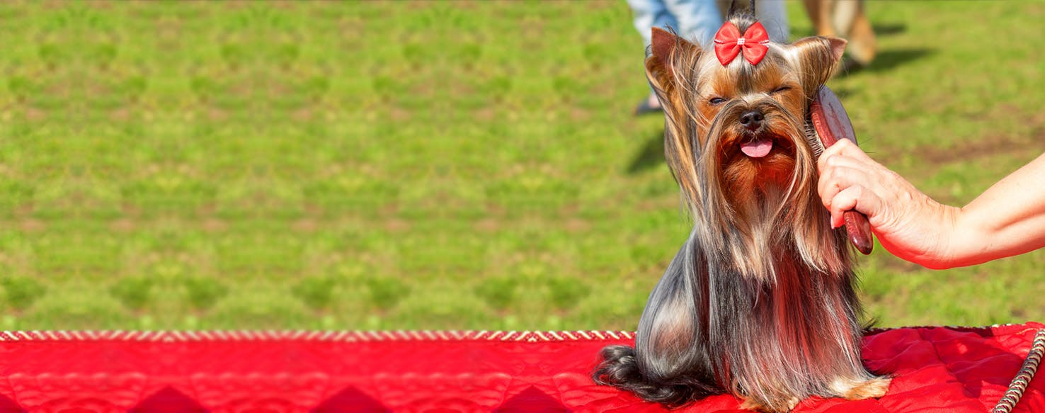 How to Groom a Show Dog | Wag!