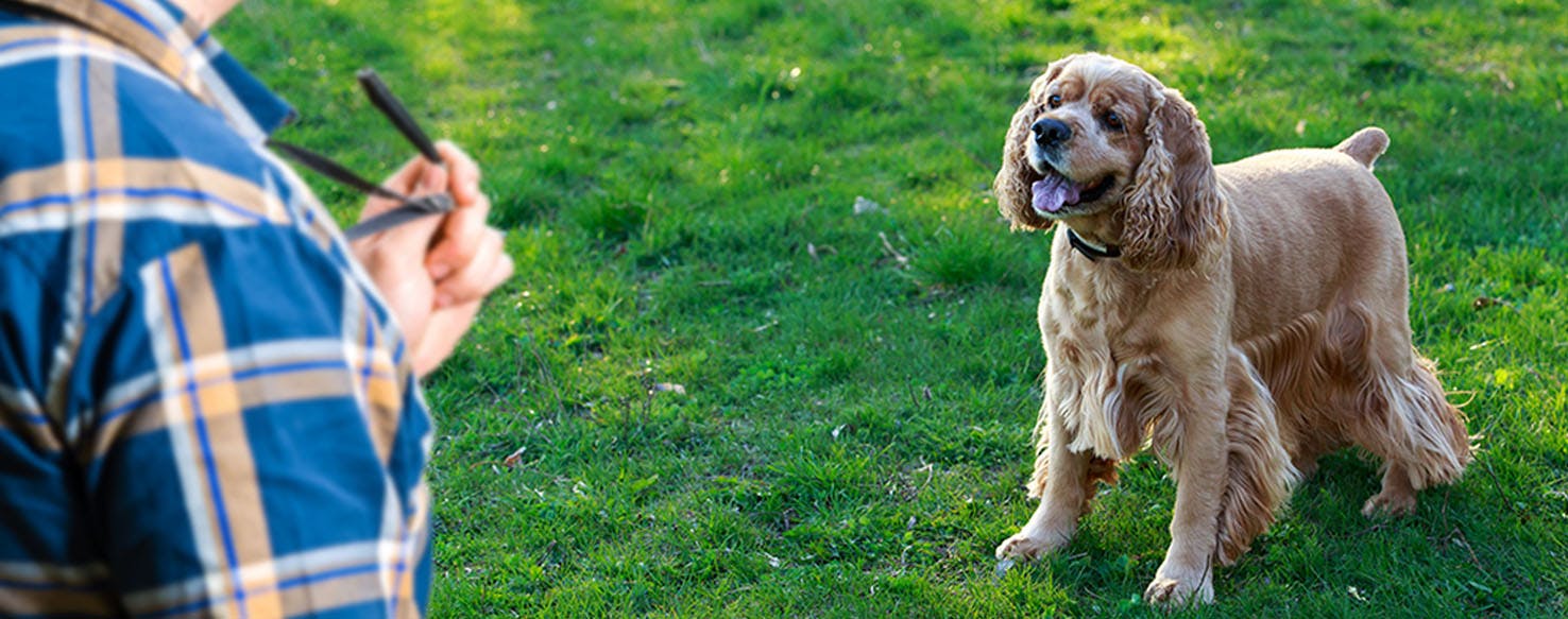 How to Train a Spaniel With a Whistle | Wag!