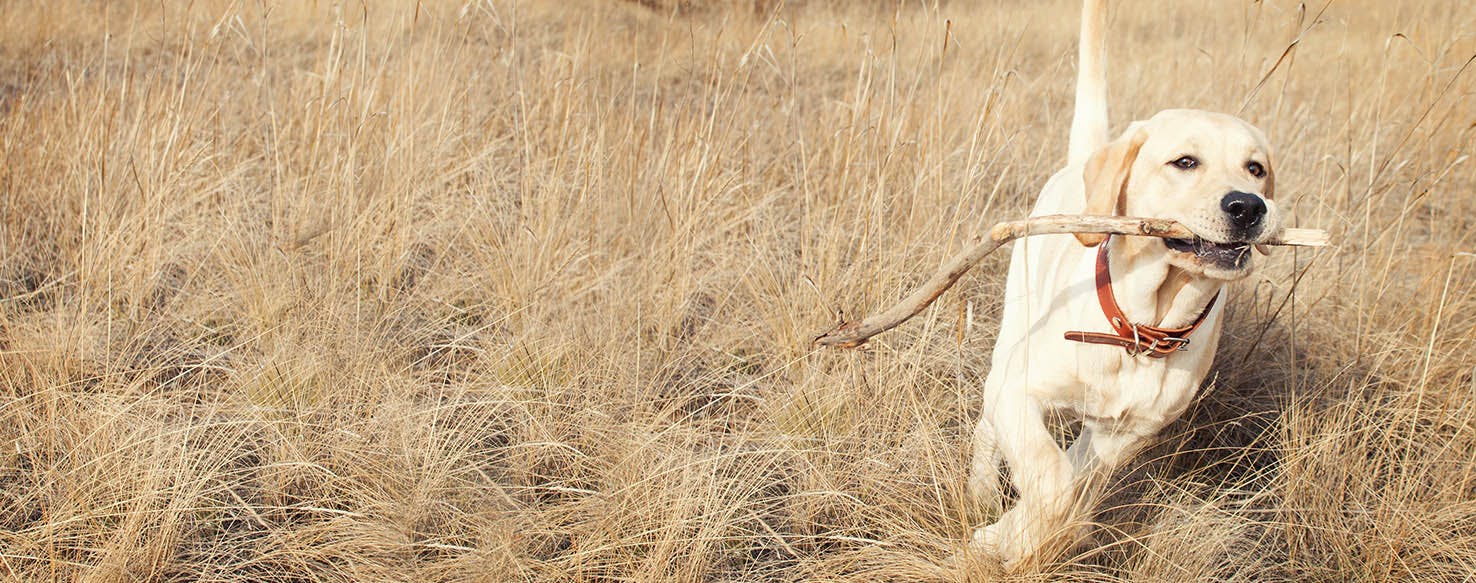 How to Field Train a Labrador Retriever | Wag!