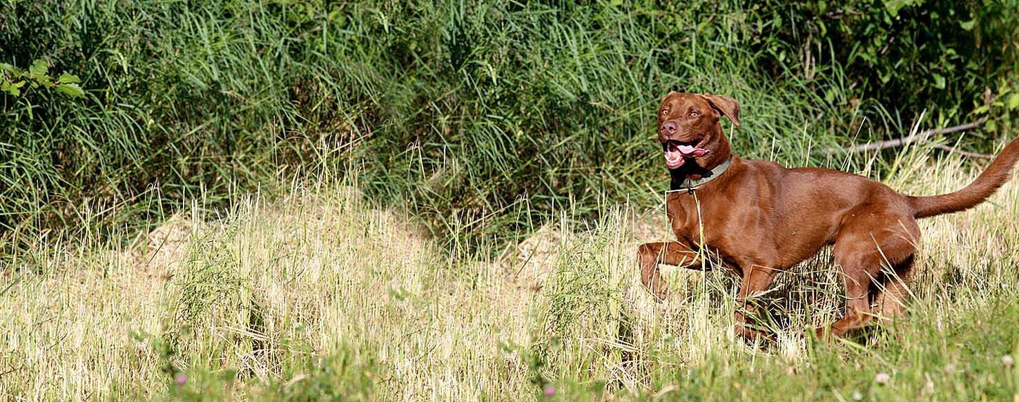 How to Train a Labrador Retriever for Field Trials | Wag!