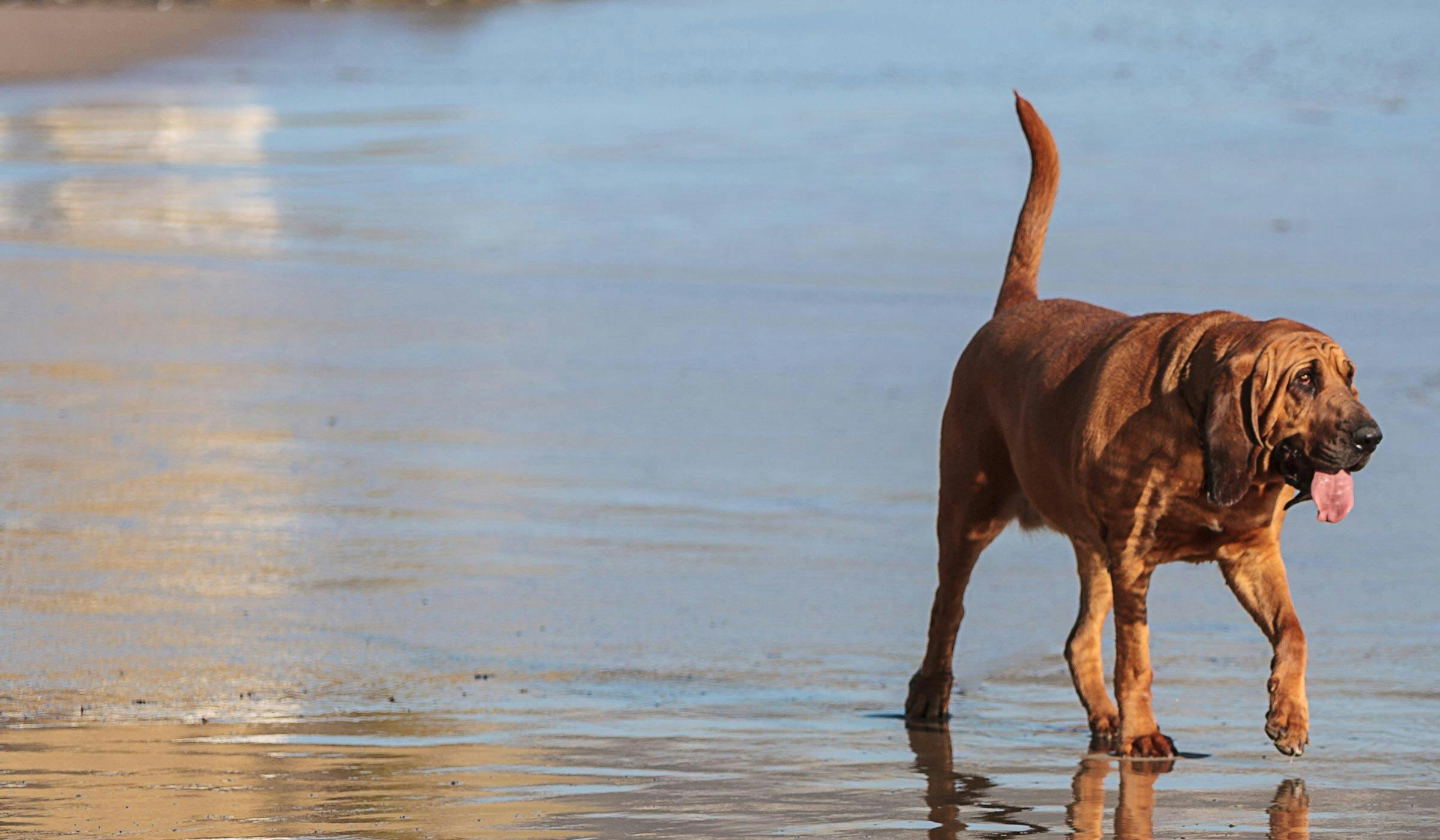 How To Train A Duck Dog