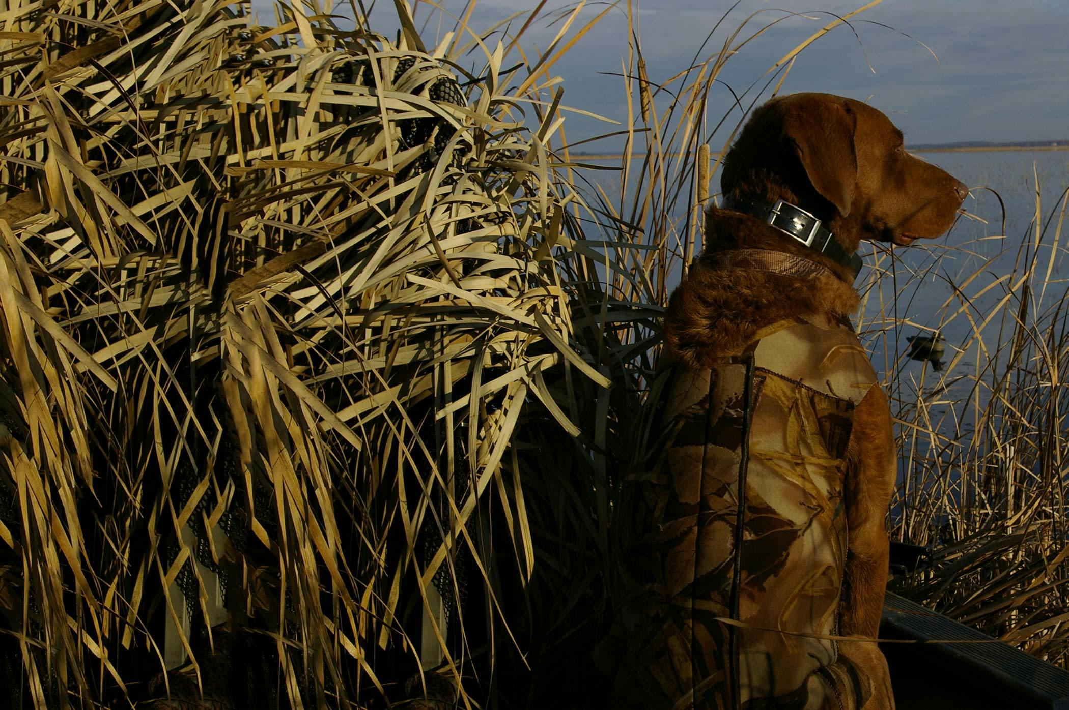 How To Train A Dog To Retrieve Ducks