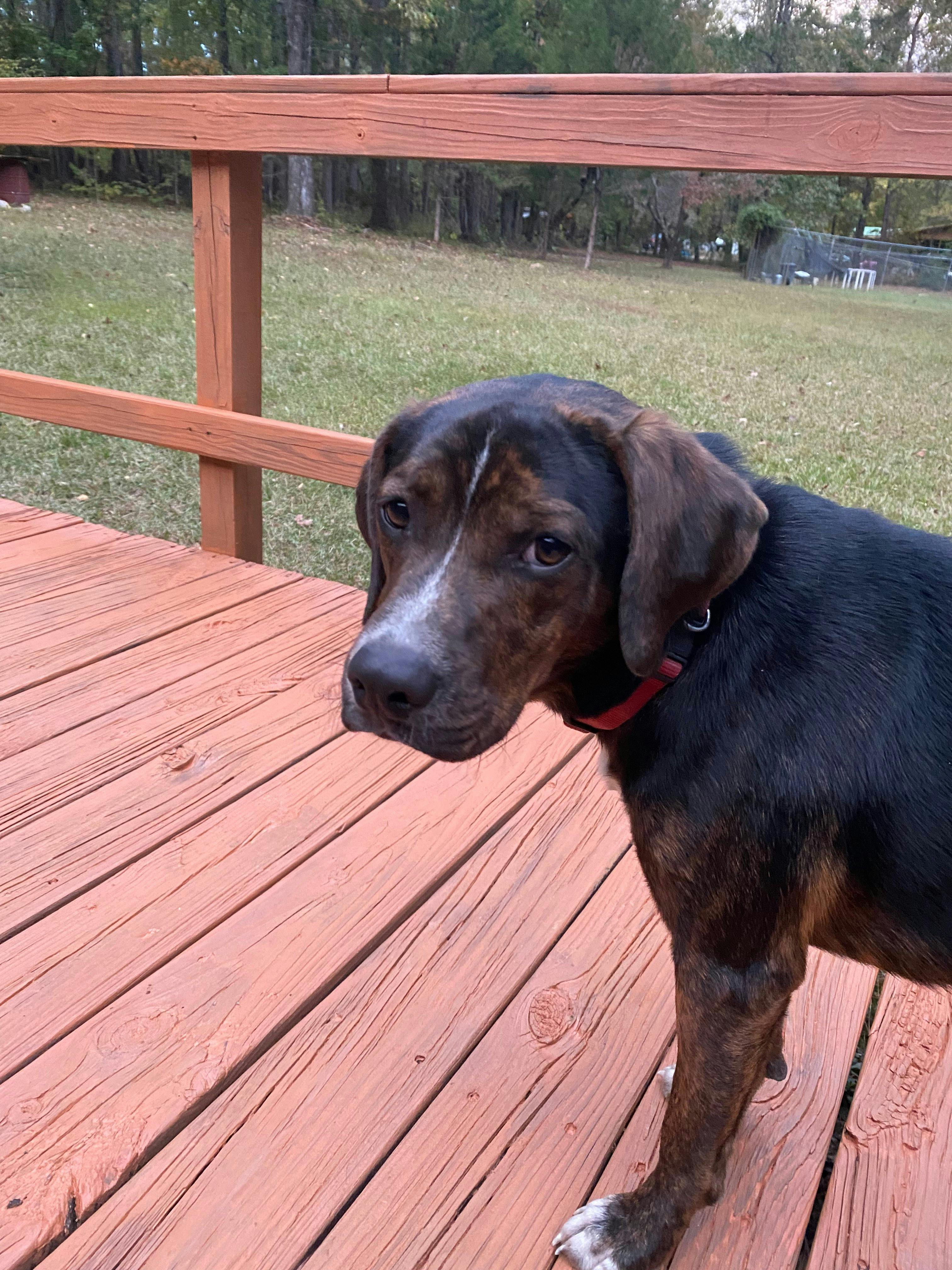 Can A Labrador Retriever Be Trained To Hunt Squirrels