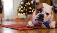 How To Stop Dog Chewing Rug