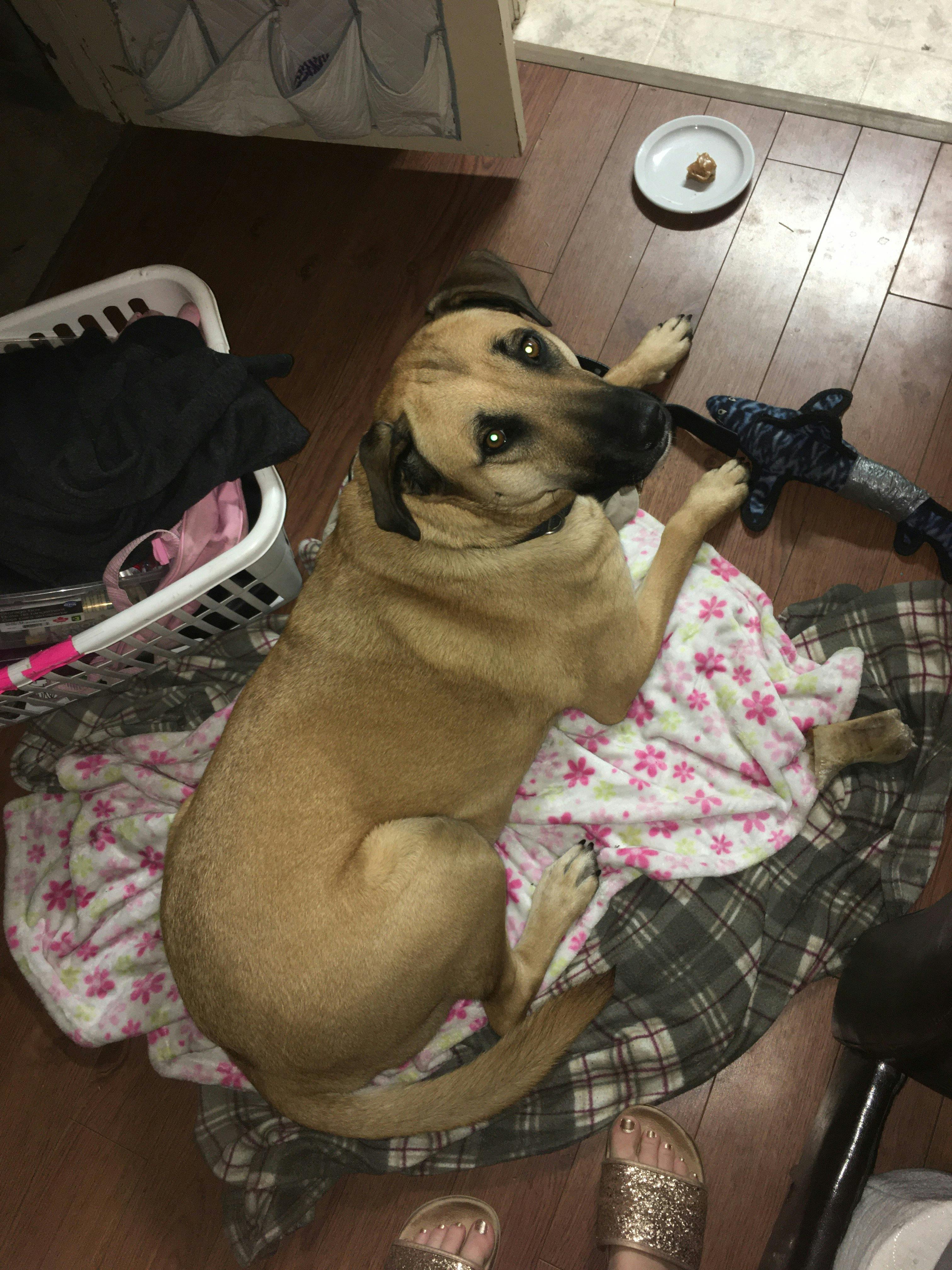 How Do I Teach My Dog To Respect His Personal Space