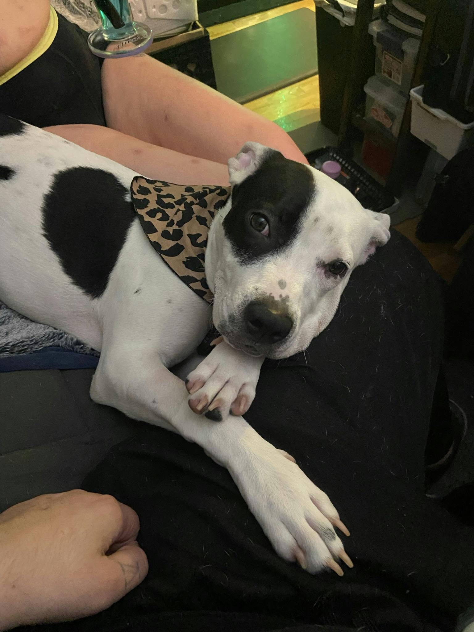 Are Bull Arabs Friendly Or Dangerous To Strangers