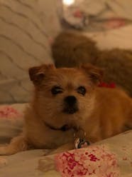 Flower Inspired Dog Names Popular Male And Female Names Wag Flower Inspired Dog Names Popular Male And Female Names Wag